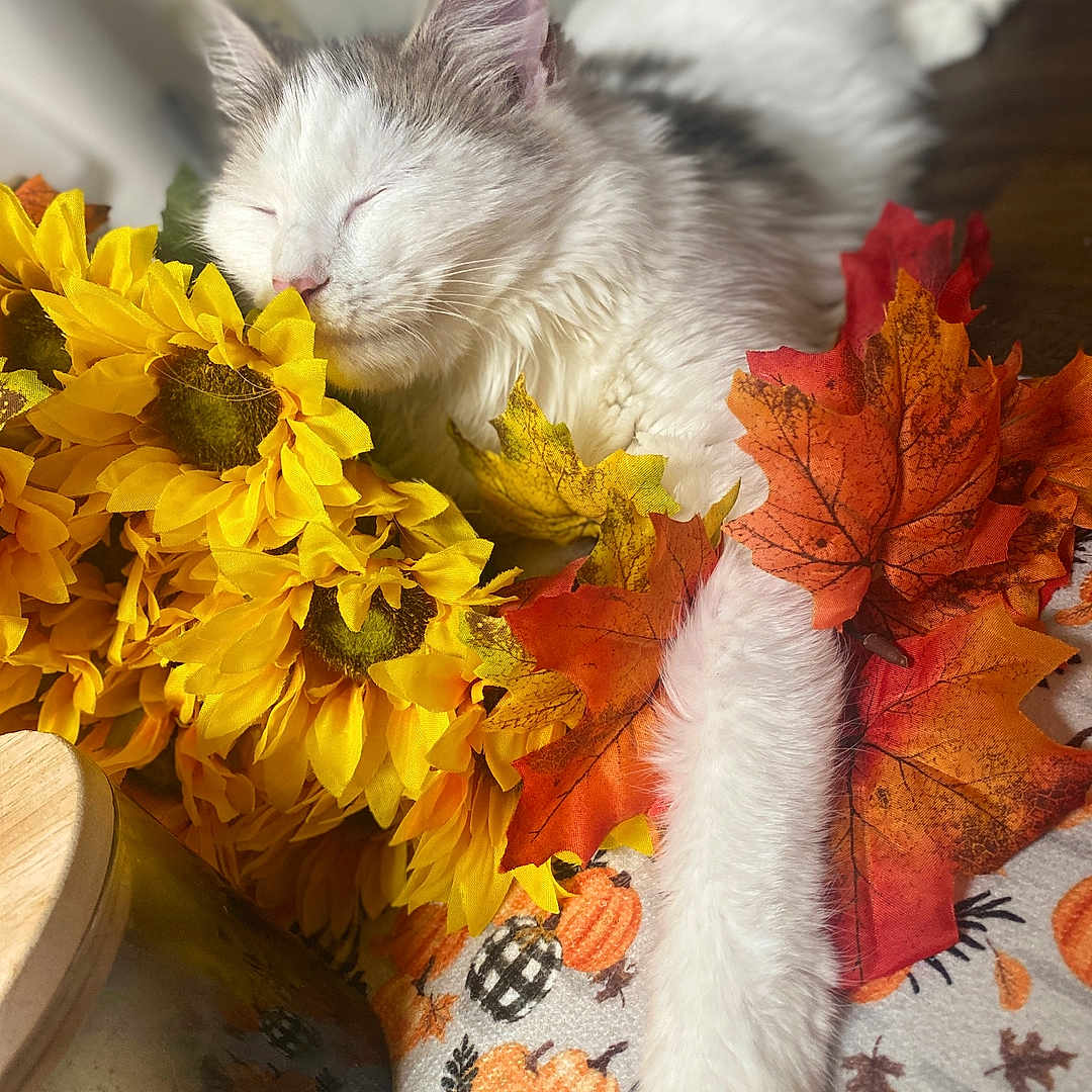 Turkish Angora: traits, characteristics, health