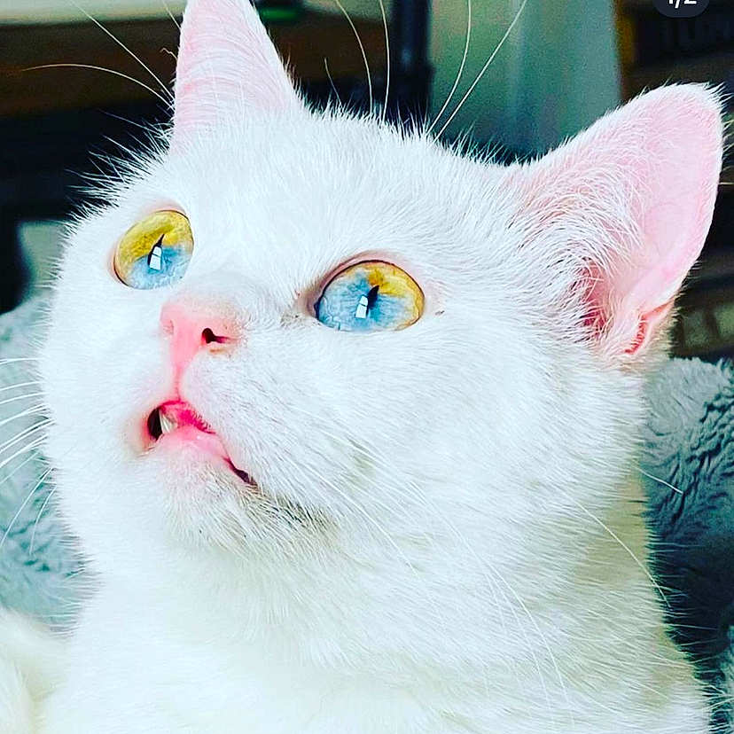 Khao Manee: traits, characteristics, health