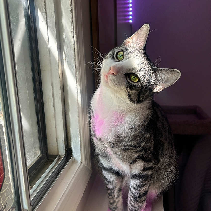 Tabby: traits, characteristics, health