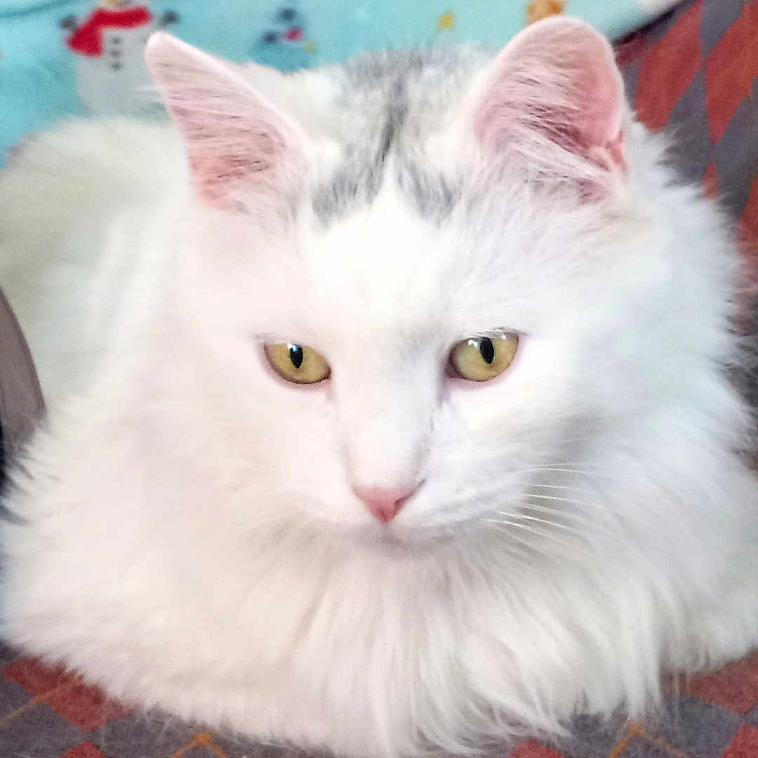 Turkish Angora: traits, characteristics, health