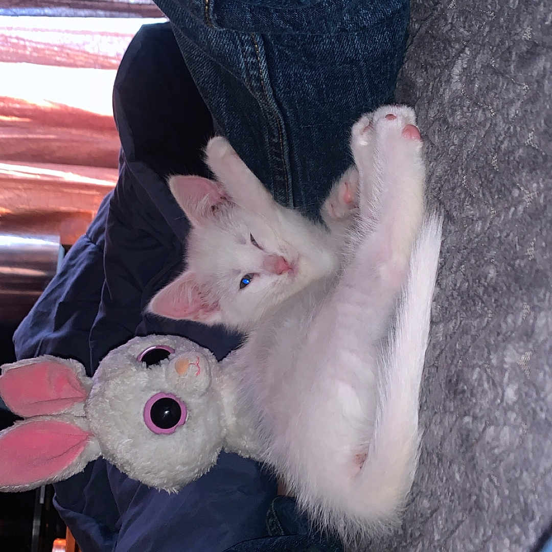 Turkish Angora: traits, characteristics, health