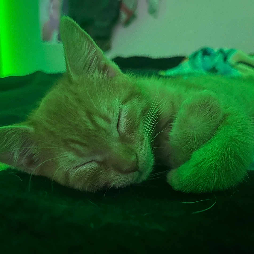 Tabby: traits, characteristics, health