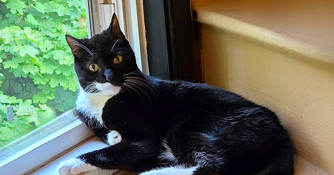 Vote Ethel in Cutest Cat Contest - Win Prizes