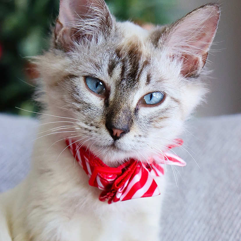 Birman: traits, characteristics, health