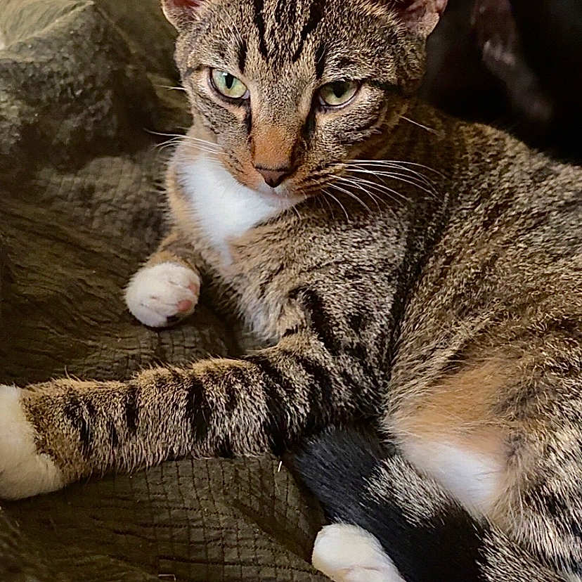 Tabby: traits, characteristics, health