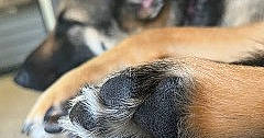 Edie E. · Dog Photo Contest · Lambertville