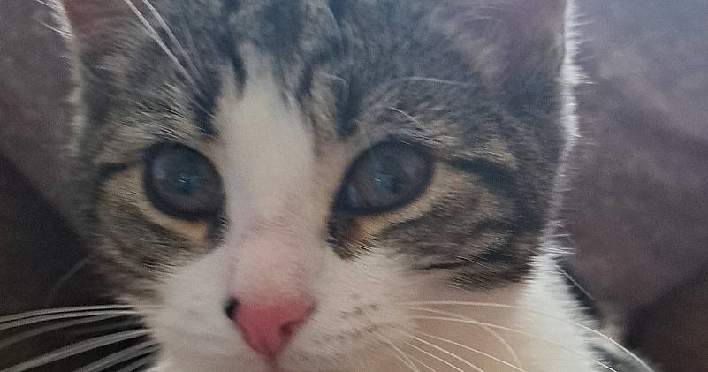 Izzy · Dog and Cat Photo Contest · Walsall, UK