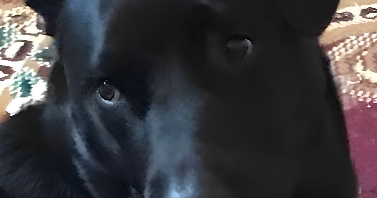 Support Rook from Dalton in Dog Photo Contest - Cash