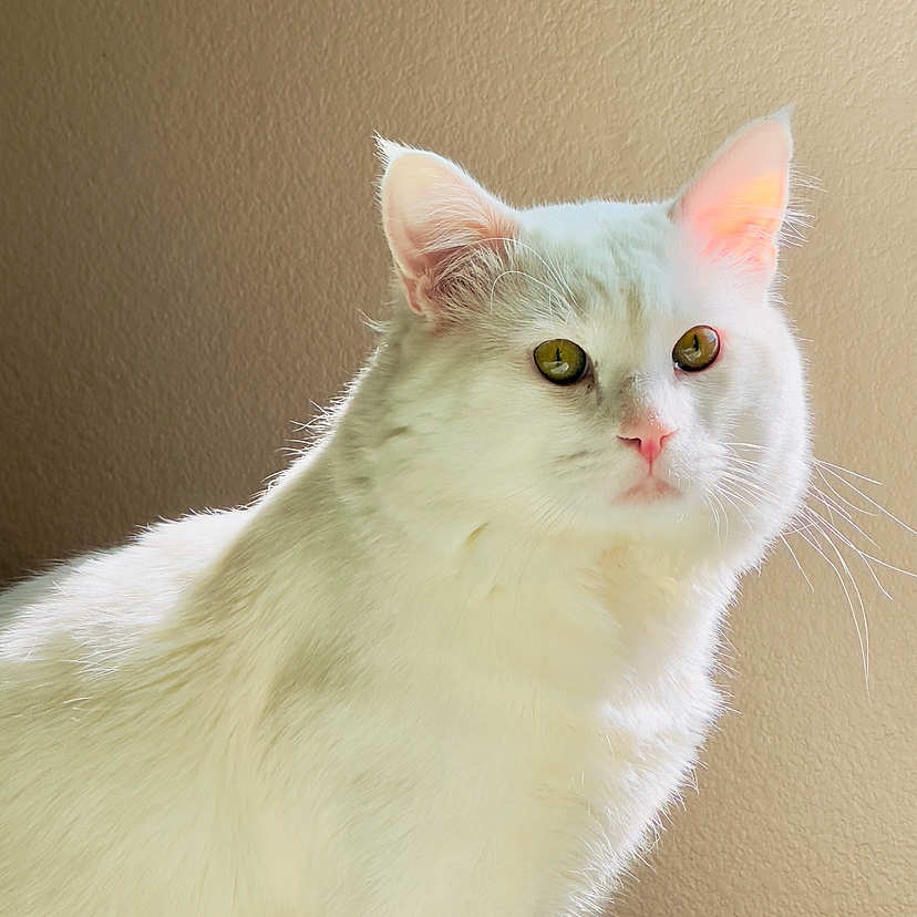 Turkish Angora: traits, characteristics, health