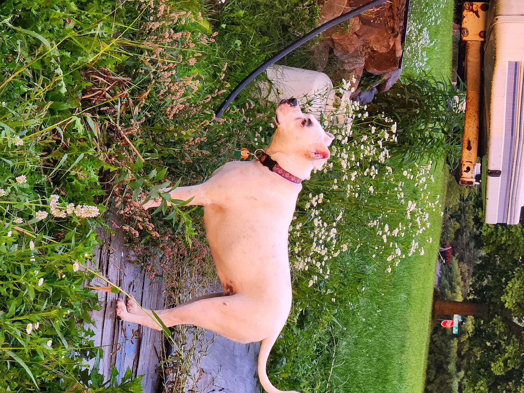 Dogo Argentino: traits, characteristics, health