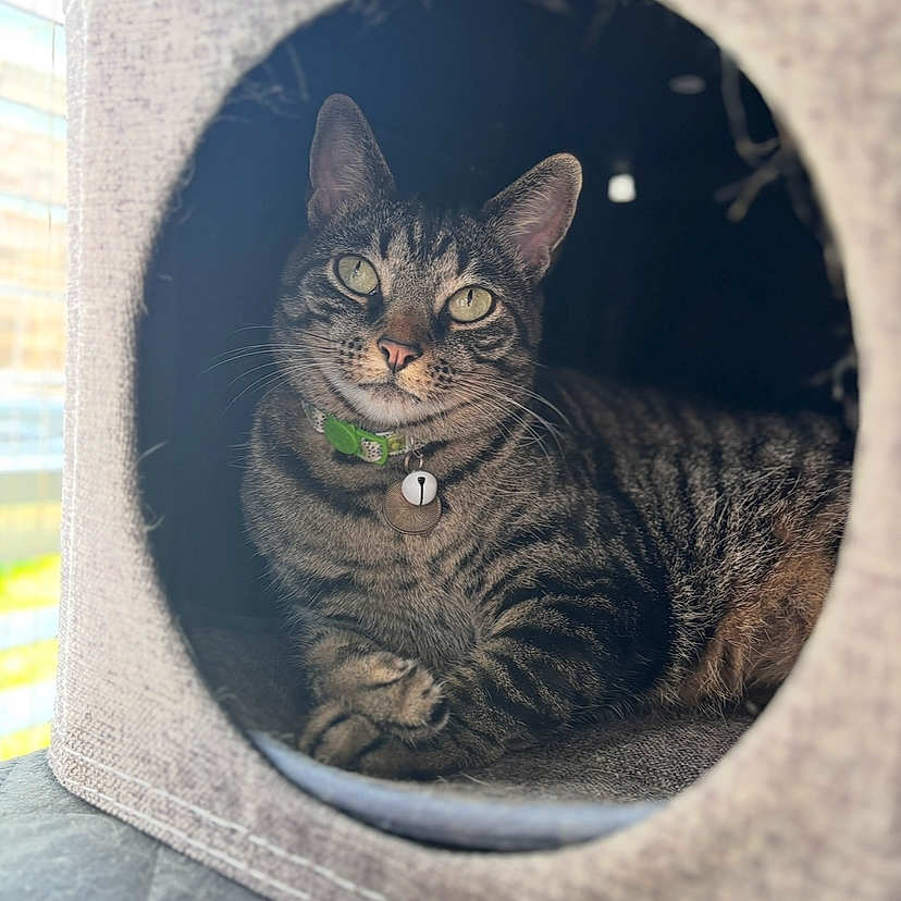 Tabby: traits, characteristics, health