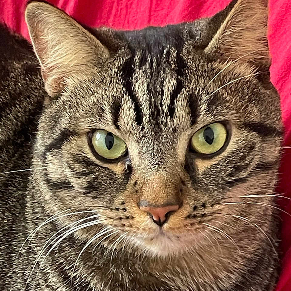 Soutenez Timou au Concours Chat - Cadreaux à gagner