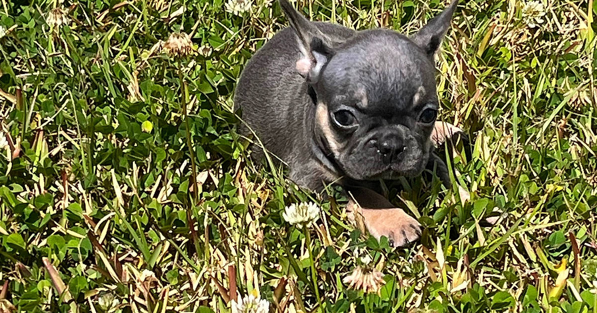 Mazikeen Adkins · Dog and Cat Photo Contest · Marrero, LA