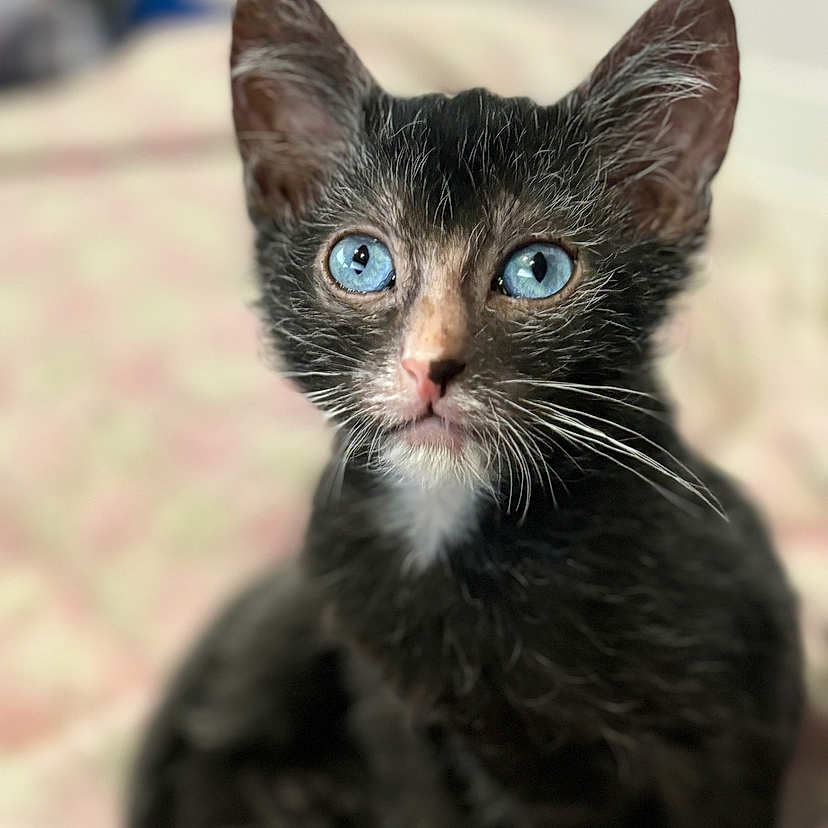 Lykoi: traits, characteristics, health