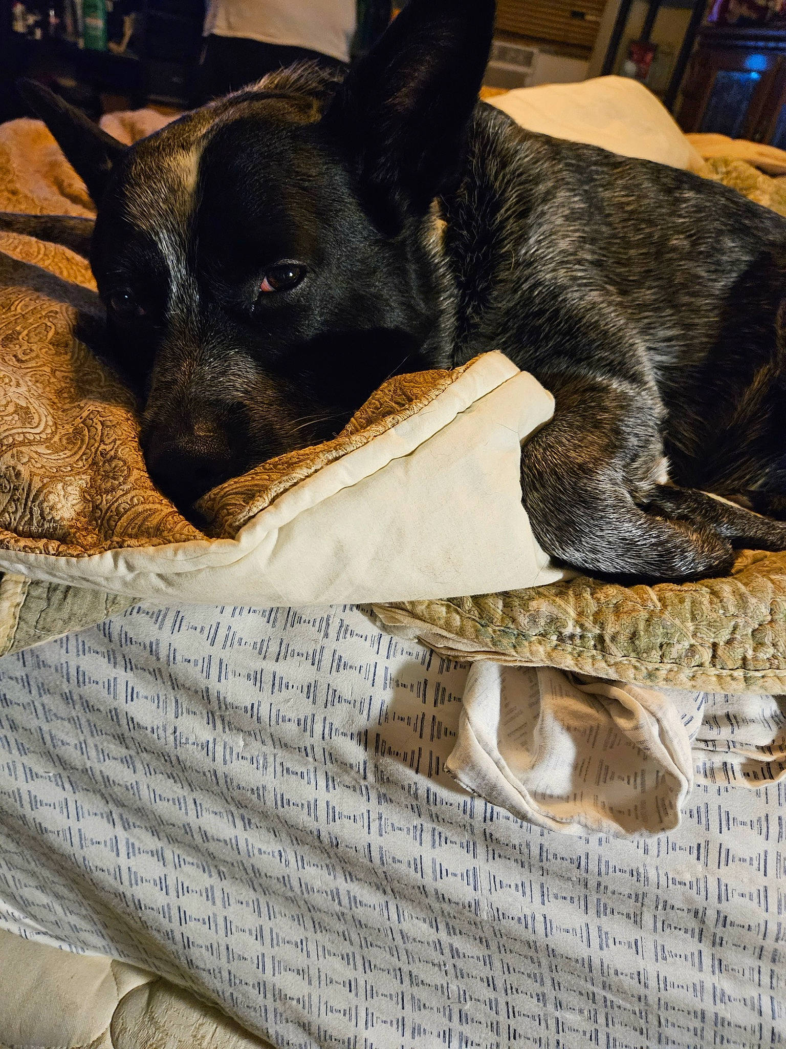 Support Buck from Bowdon in Dog Photo Contest - Cash