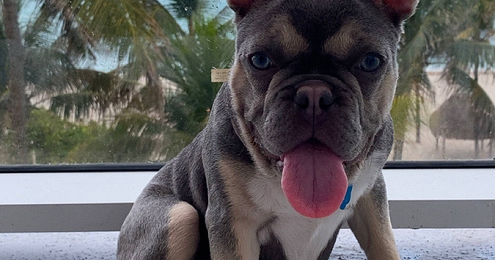 Vote Yoder from Mansfield in Cutest Dog Contest - Win Prizes