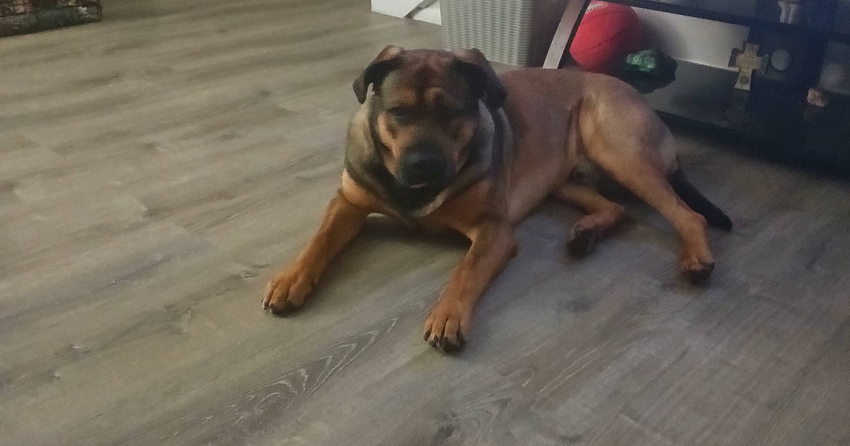 Support Mojo from Lancaster in Dog Photo Contest - Cash