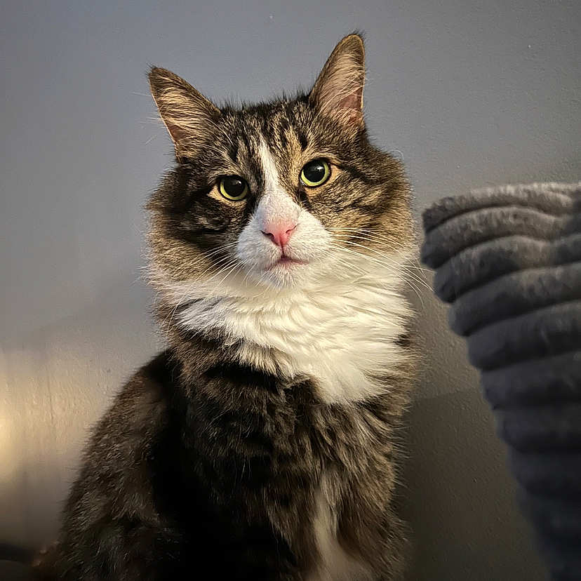 Lykoi: traits, characteristics, health