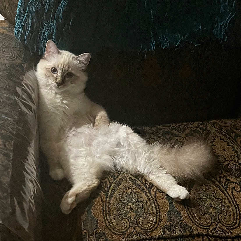 Birman: traits, characteristics, health