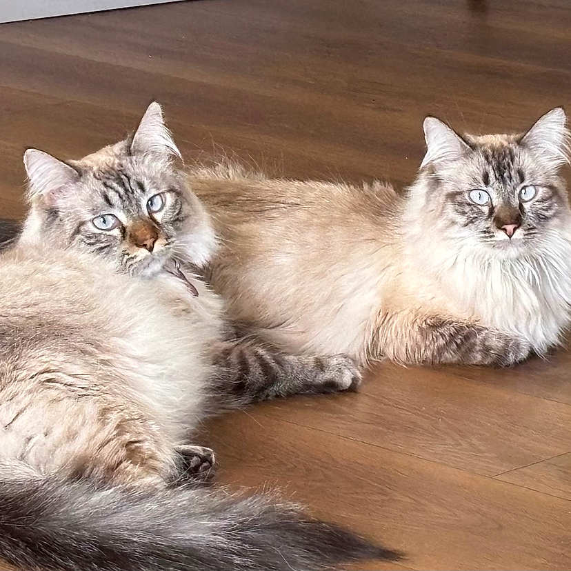 Domestic Lynx: traits, characteristics, health