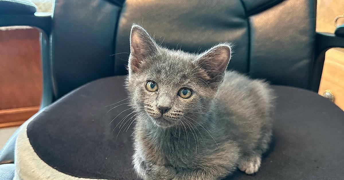 Support Smoky from Calhoun in Cat Photo Contest - Cash