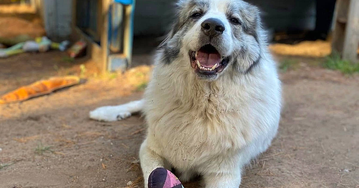 Groot · Dog and Cat Photo Contest