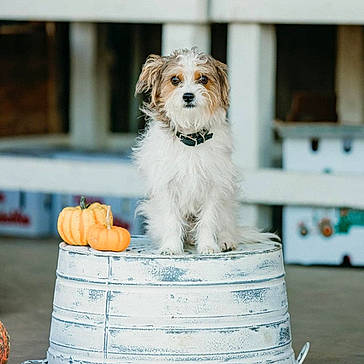 Pageant Dog: Dog Photo Contest