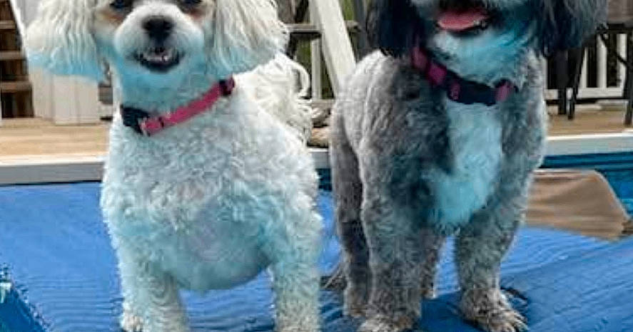 Vote Piper Poppy in Cutest Dog Contest - Win Prizes