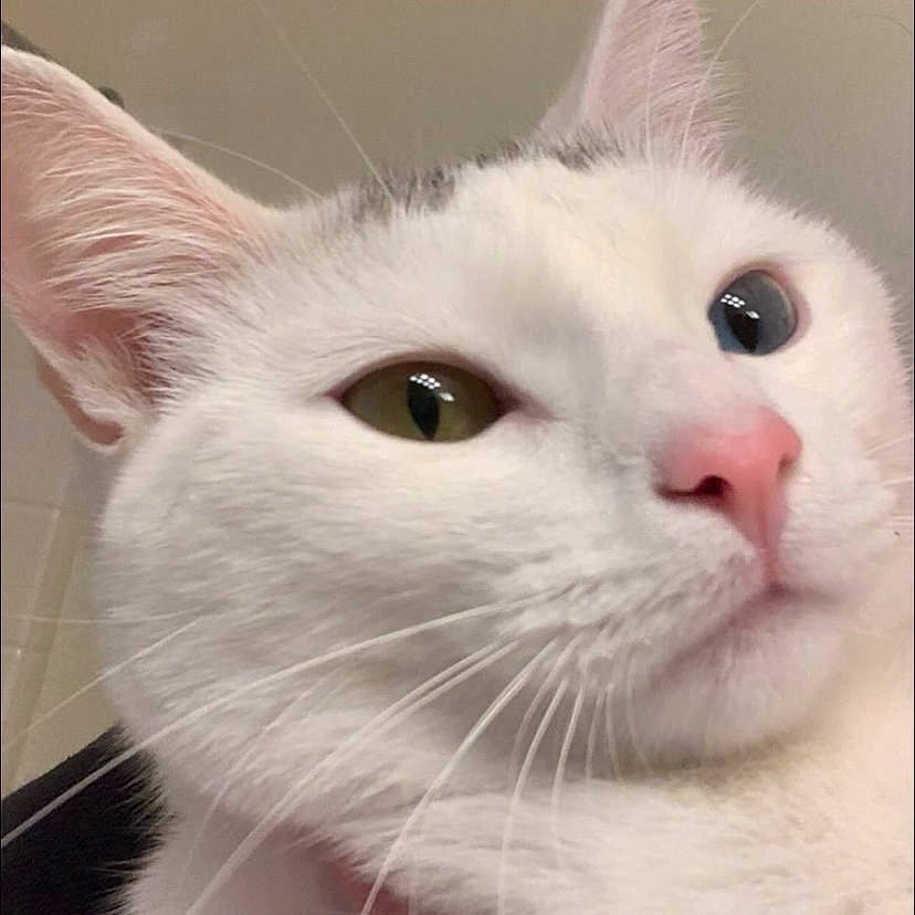 Khao Manee: traits, characteristics, health