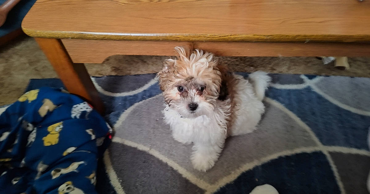 Vote Lexi in Cutest Dog Contest - Win Prizes