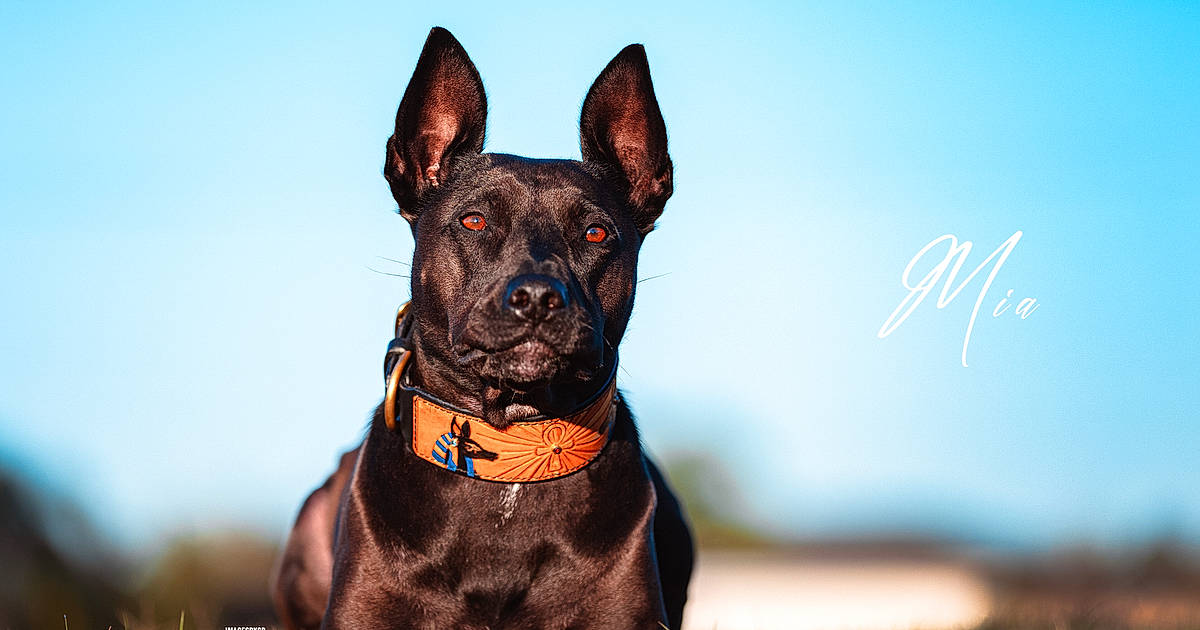 Vote Mia from Orlando in Cutest Dog Contest - Win Prizes