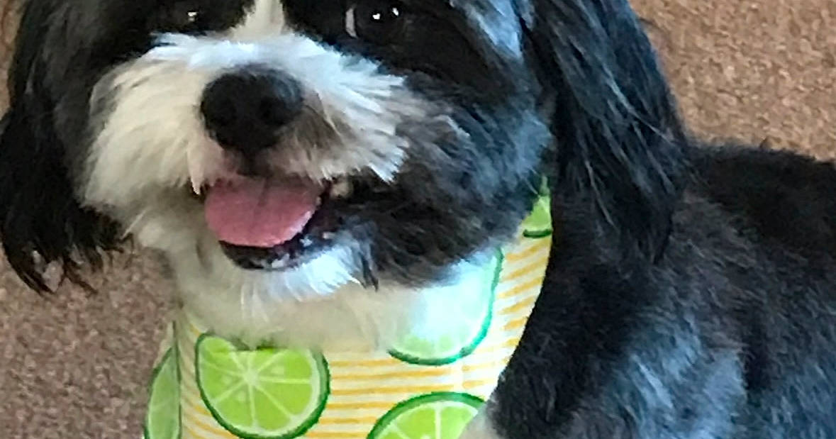 Support Oreo in Dog Photo Contest - Cash