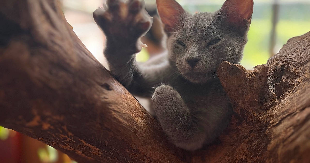 Vote Storm in Cutest Cat Contest - Win Prizes