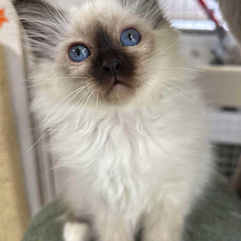 Birman: traits, characteristics, health