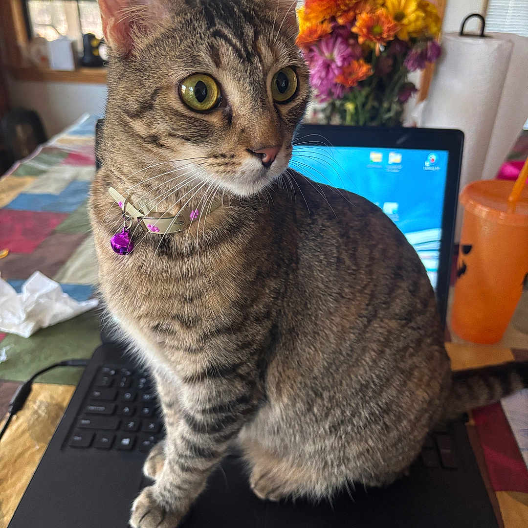 Tabby: traits, characteristics, health