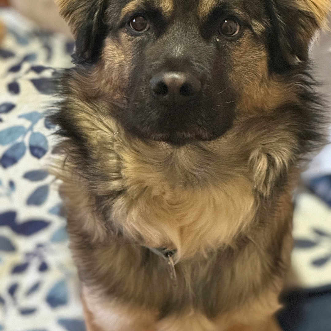 Leonberger: traits, characteristics, health