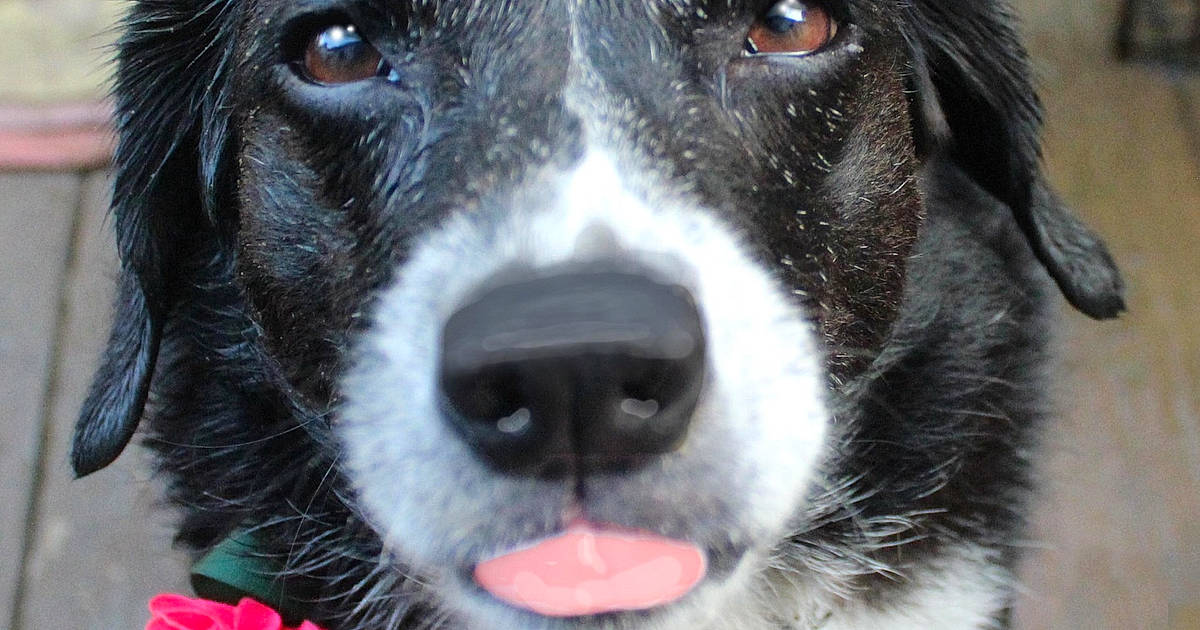 Vote Fizz in Cutest Dog Contest - Win Prizes