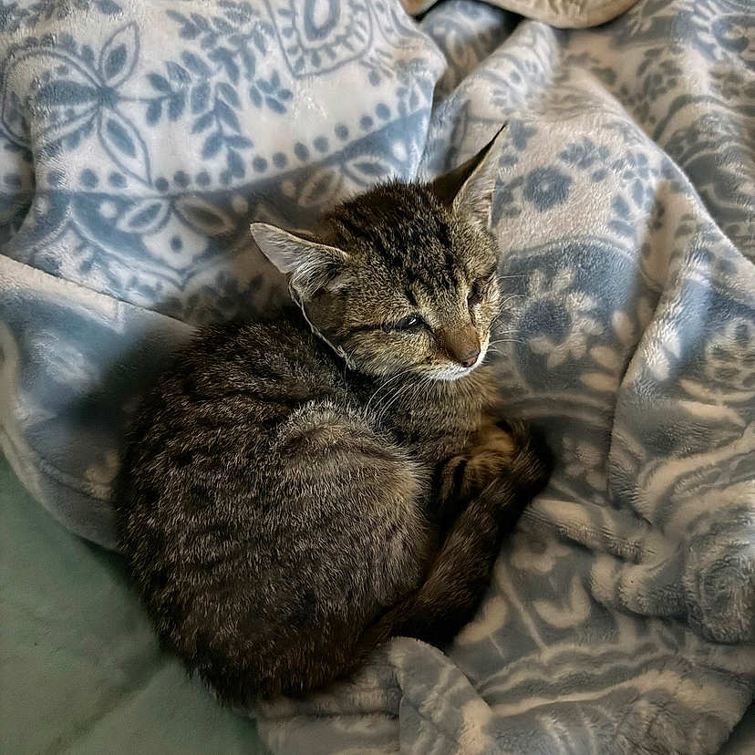 Tabby: traits, characteristics, health