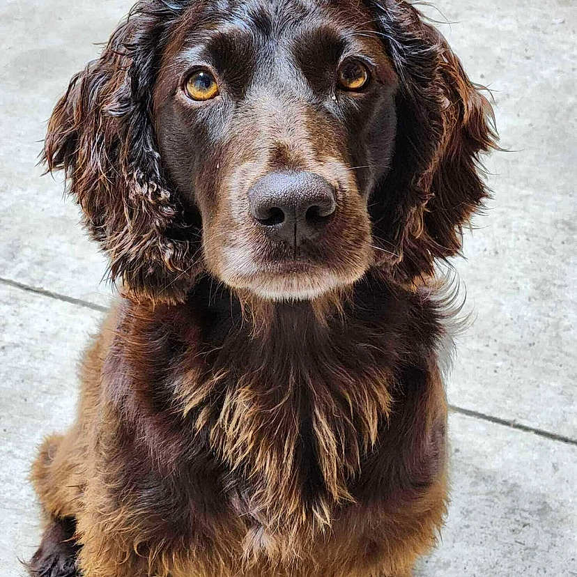 Boykin Spaniel: traits, characteristics, health