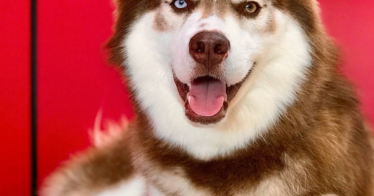 Support Scout from Pickerington in Dog Photo Contest - Cash