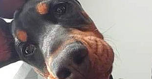 Votez Payko au Concours Chien - Gagnez de l’argent en ligne