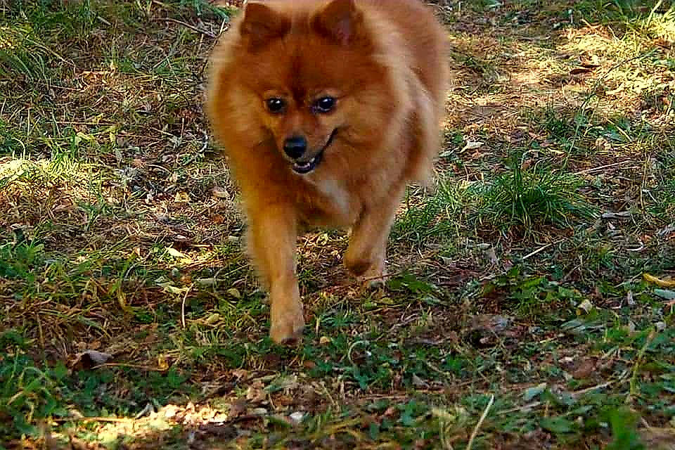 Soutenez Chipie au Concours Chien - Cadreaux à gagner