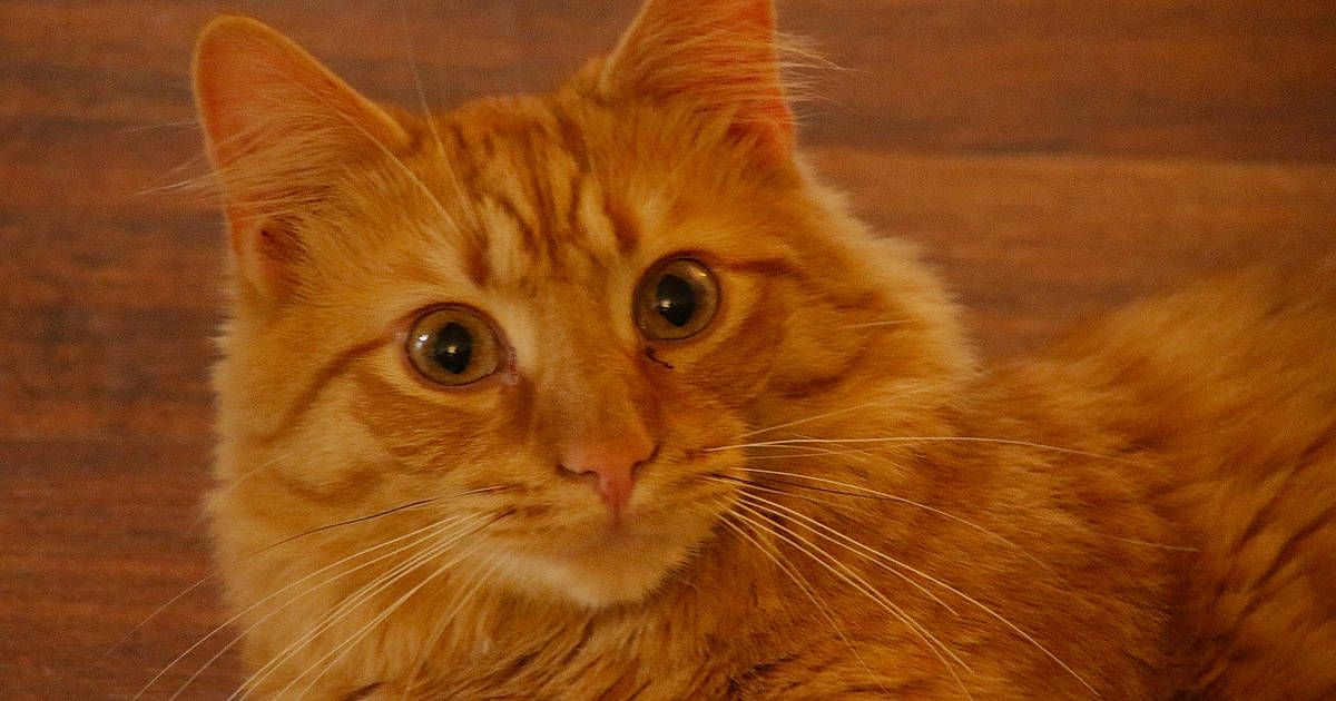 Support Nacho in Cat Photo Contest - Cash