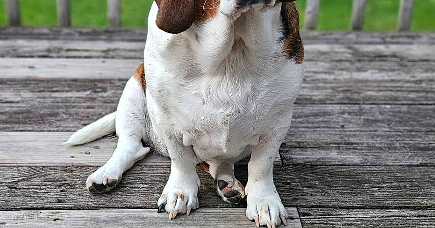 Support Jolene in Dog Photo Contest - Cash