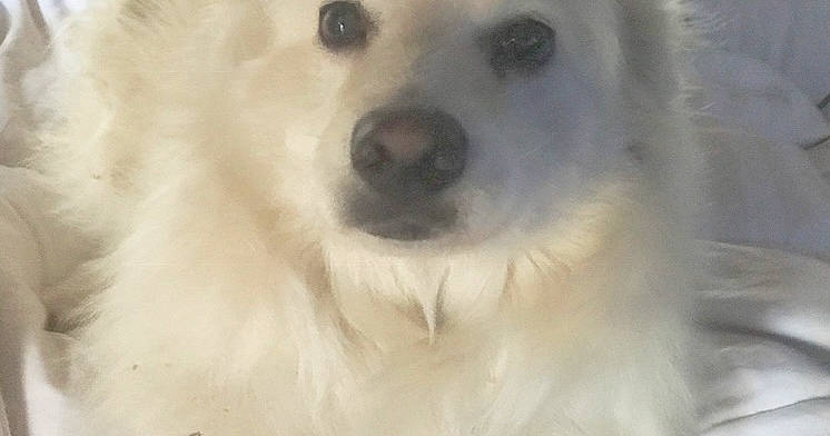 Support Icy Aka Iceman from Loomis in Baby Photo Contest - Cash Rewards