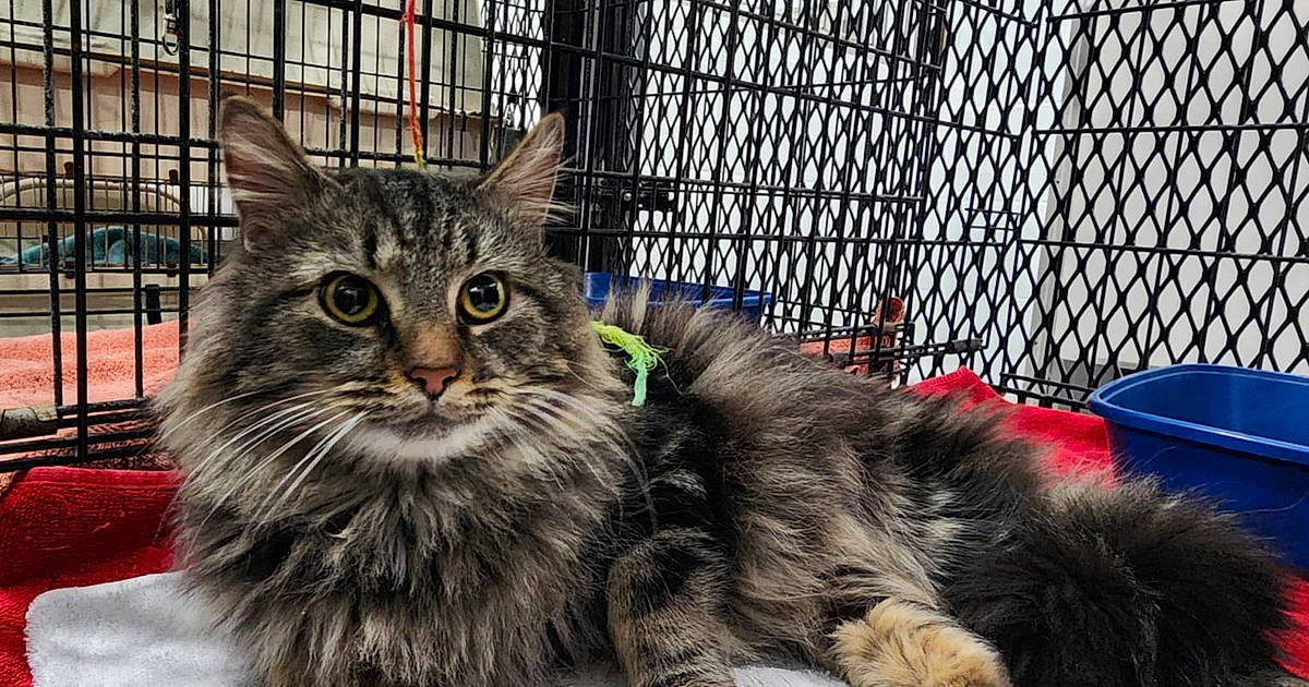 Vote Boomer from Johnsonburg in Cutest Cat Contest - Win Prizes