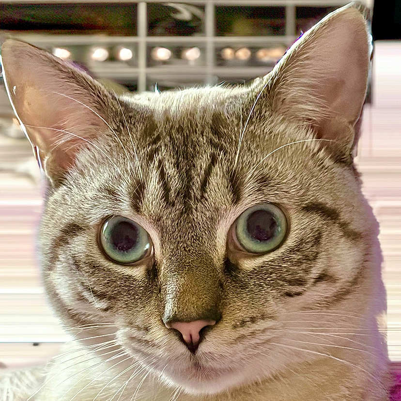 Domestic Lynx: traits, characteristics, health