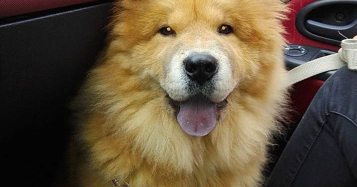 David H · Dog Photo Contest · Mons