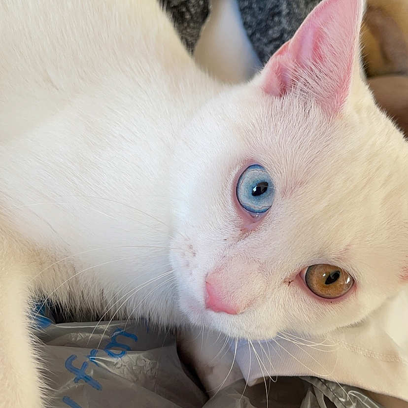 Khao Manee: traits, characteristics, health