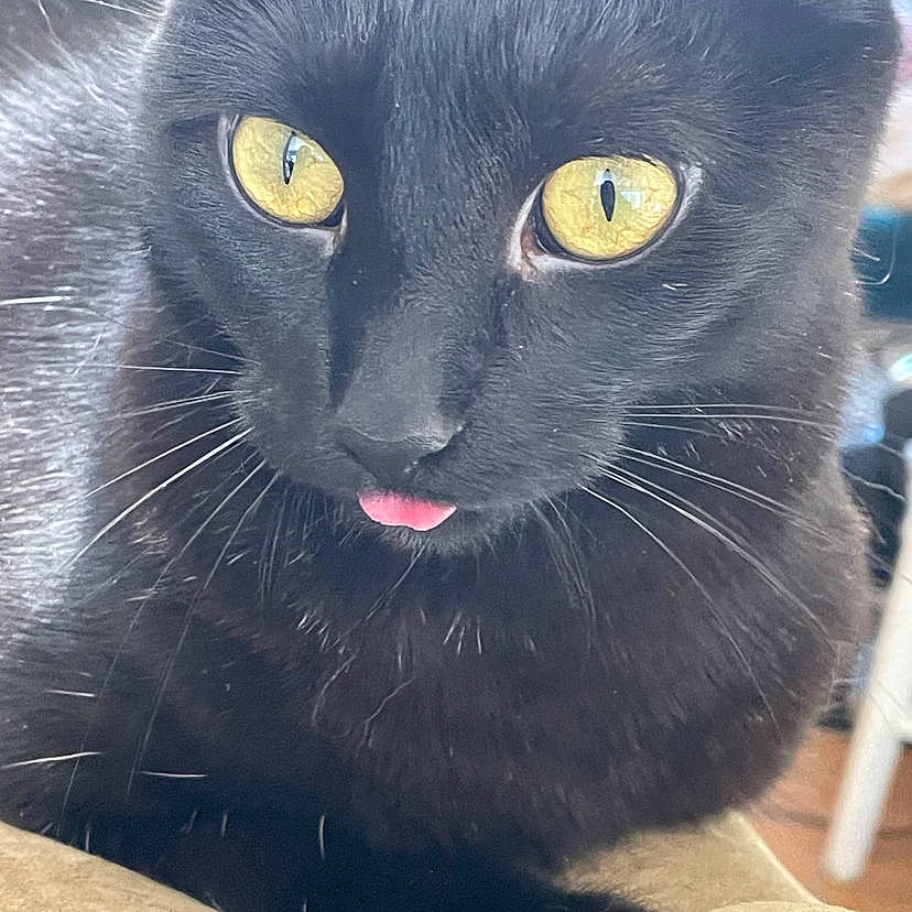 Lykoi: traits, characteristics, health